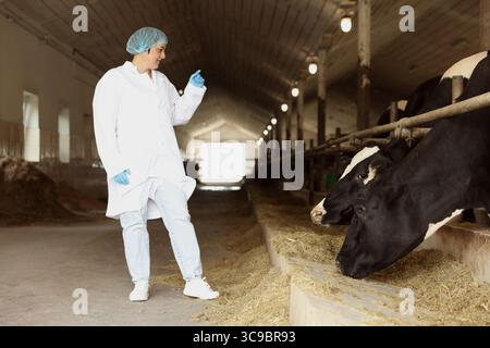 Veterinarian with cute cows inside cowshed in dairy farm, closeup Stock ...