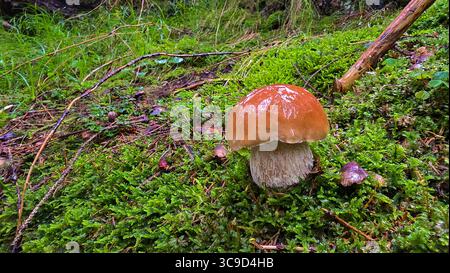 A horizontal closeup of a brown little mushroom in the middle of green ...