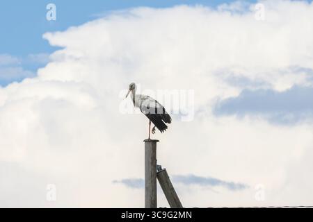 White stork in Estonia Stock Photo - Alamy