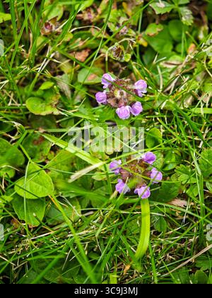 Close up of small purple wildflowers growing in the woods Stock Photo ...