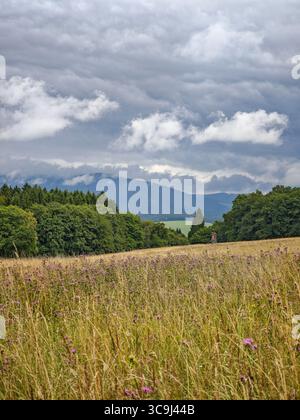 Wildflower meadow with tall grass and forest, under a cloudy sky in a ...