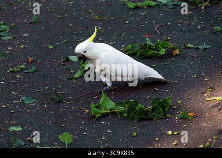 A large white cockatoo with a spectacular plumed yellow crest and dark ...