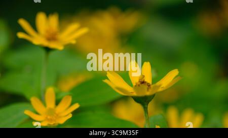 Butter Daisy Melampodium divaricatum Stock Photo - Alamy