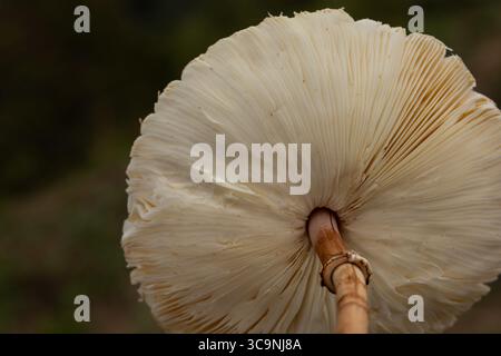 green-spored parasol (Chlorophyllum molybdites Stock Photo - Alamy