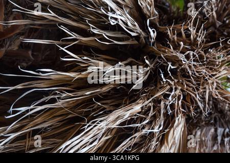 Dry edges of palm tree leaves, bottom view Stock Photo - Alamy
