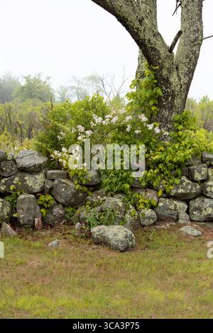 Jagged lichen-covered rocks in the foreground give way to rolling green ...