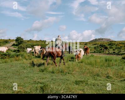 Rounding up / herding the free range cattle on Bodmin Moor Cornwall ...