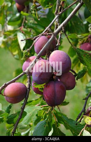 Plums on tree branch in garden Stock Photo - Alamy