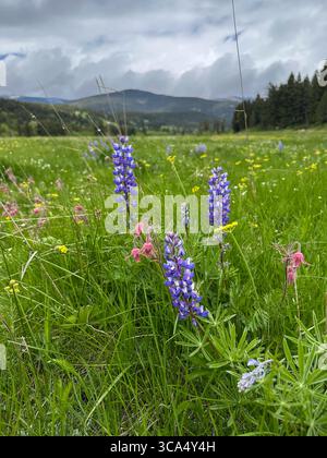 A vibrant green field filled with wildflowers stretches towards ...