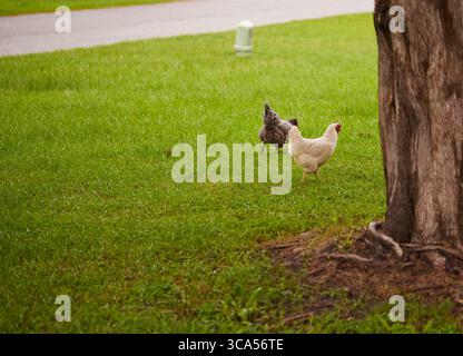 Backyard chickens wondering around the front yard in search of earth ...