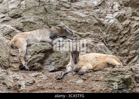 Himalayan Tahr (Hemitragus jemlahicus), female with young Stock Photo ...