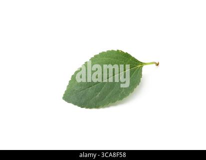 One cherry tree leaf isolated on white Stock Photo - Alamy