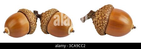 Acorn or oaknut on a dry yellow oak tree leaf Stock Photo - Alamy