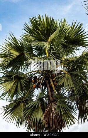 Photo of bright tropical coconut palms on a sunny island Stock Photo ...