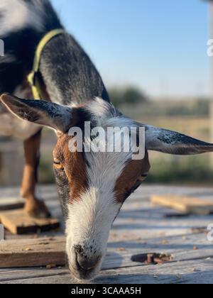 Black and white goat fur close-up texture with striped animal coat ...