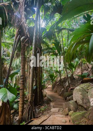 walking path trail through endemic palm trees forest park Vallee de Mai ...