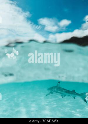 Blacktip reef shark swimming through the National Marine Sanctuary of ...