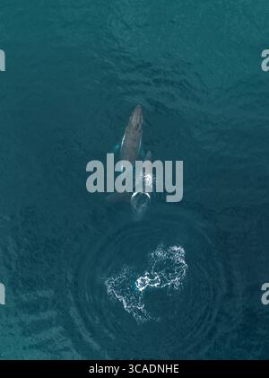 Aerial view of Humpback Whales swimming in the Coral Sea, Point Lookout ...