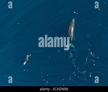 Humpback whale in the deep blue waters of Tonga Stock Photo - Alamy