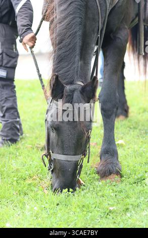 Horses from the mounted police unit graze near the Tayelet Haas ...