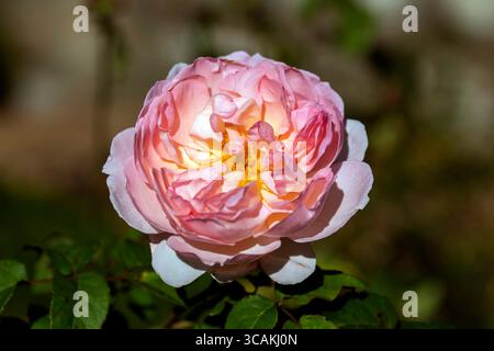 Rosa Sharifa Asma Stock Photo - Alamy