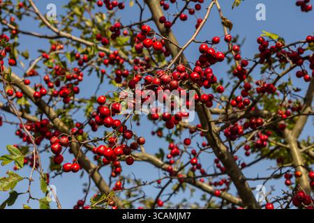 clusters of red fruits Crataegus coccinata tree close up Stock Photo ...