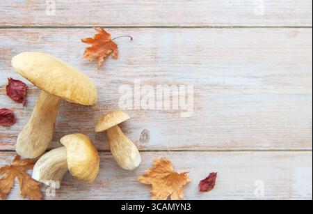 A beautiful autumn themed background with colorful leaves and pumpkins ...