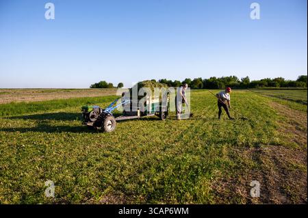 farmers collect hay from the field and load it into a mini tractor ...