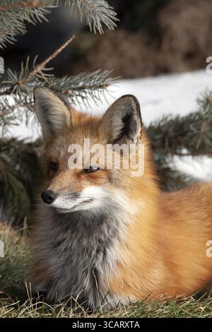 Portait of red fox (vulpes vulpes) in green forest Stock Photo - Alamy