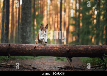 A border collie jumps over agility obstacles during a training session ...