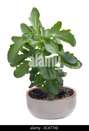 Shot of an indoor plant in the pot Stock Photo - Alamy