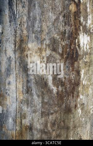 Trunk of an old tree without bark. background and texture nature is ...