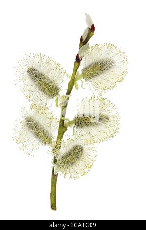 Flowering willow branch isolated on white background Stock Photo - Alamy
