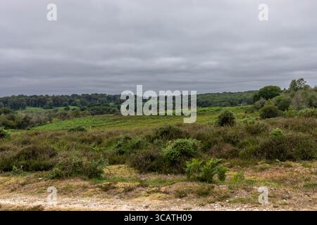The New Forest, Bolderwood Radnor trail. Hampshire, England UK Stock ...
