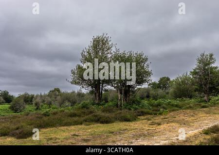 The New Forest, Bolderwood Radnor trail. Hampshire, England UK Stock ...