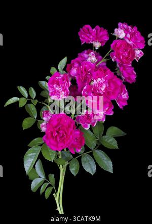 Chinese-style roses bloom in Chuxiu Park in Huai'an, east China's ...