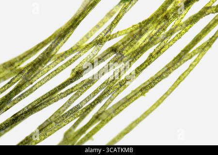 Microscopic detail of green filamentous freshwater algae Stock Photo ...