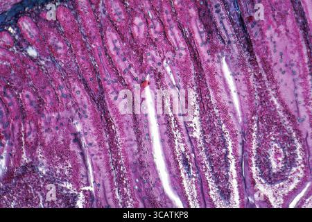 Full frame duodenum cross section micrography from a rat Stock Photo ...