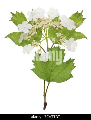 Detail of wild colored flowers in the field, nature and freedom Stock ...