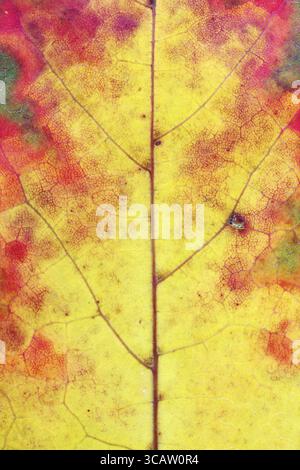 Autumn various colors - from green to yellow - in one maple leaf ...