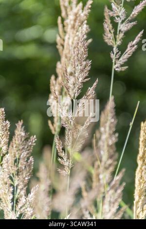 Full frame closeup shot showing lots of colorful flowers Stock Photo ...