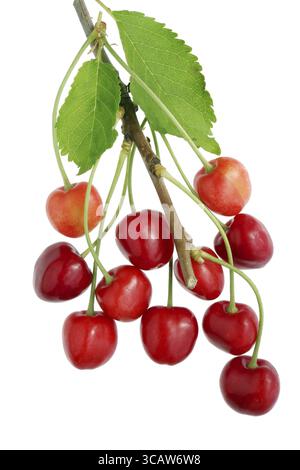 Red wild cherry berries on a tree surrounded by green leaves. High ...