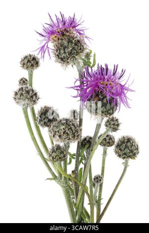 A macro of thistle flowers in a field Stock Photo - Alamy