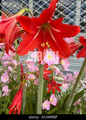 A closeup shot of pink evening primrose flowers on a field in a blurred ...