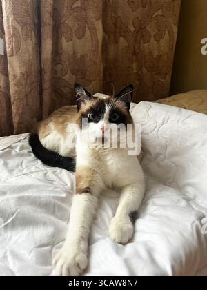 An overhead shot of a cute kitten lying on a concrete ground against a ...