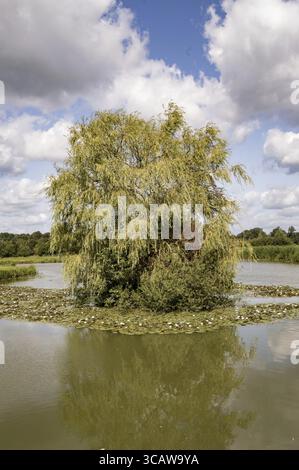 lake landscape with little willow tree on lakeside at historical ...