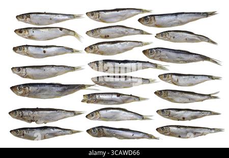 Twenty two small salty Baltic sprats fish set. Isolated on white Stock ...