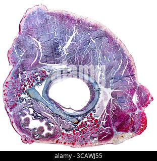 full frame microscopic shot showing some details of the neck organs ...