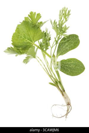 Close-up of parsley sprouts. Macro of growing parsley seedlings. Vegan ...