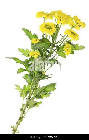 Bush of yellow chrysanthemums, selective focus. Autumn background Stock ...